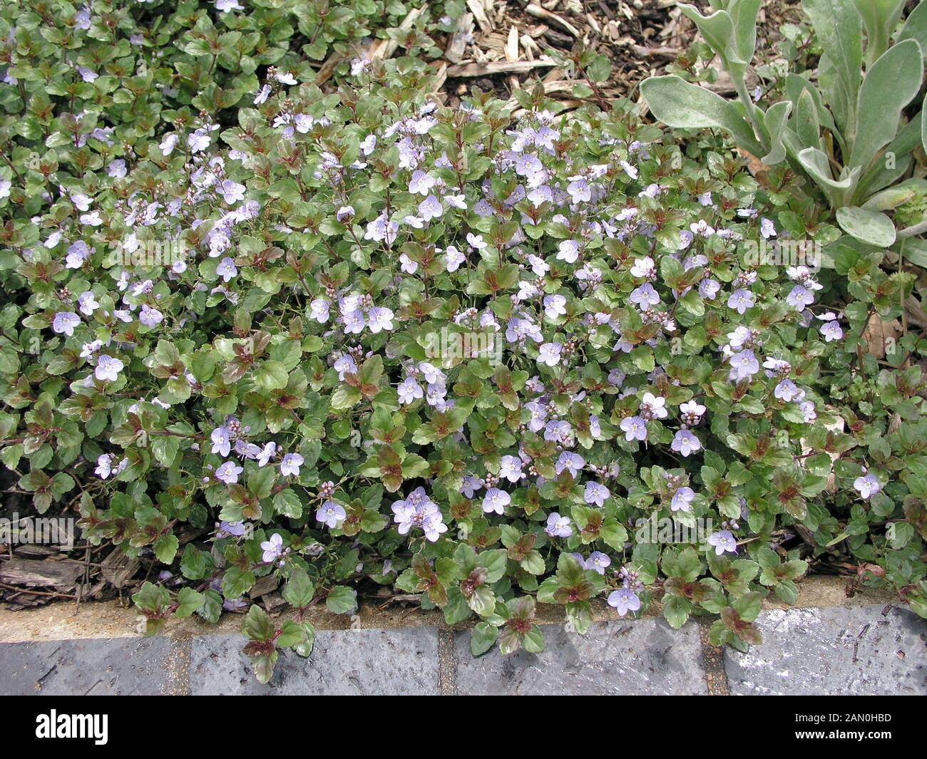 Veronica Speedwell Waterperry