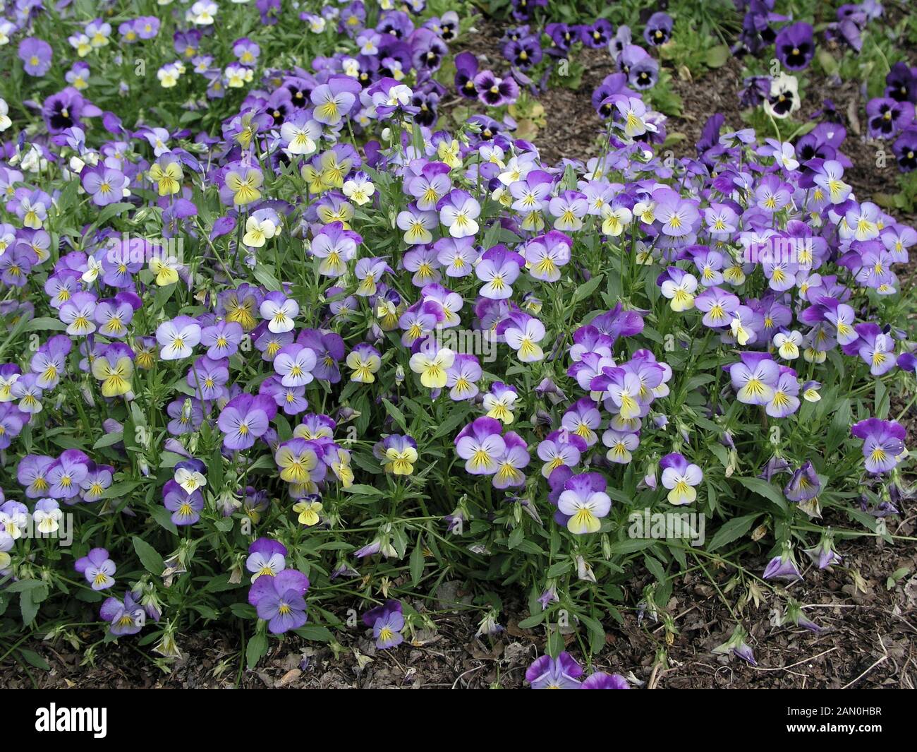 VIOLA SPLENDID BLUE AND YELLOW Stock Photo - Alamy