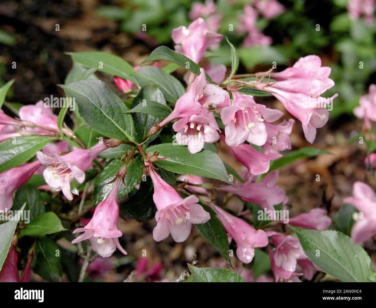 Minuet hi-res stock photography and images - Alamy