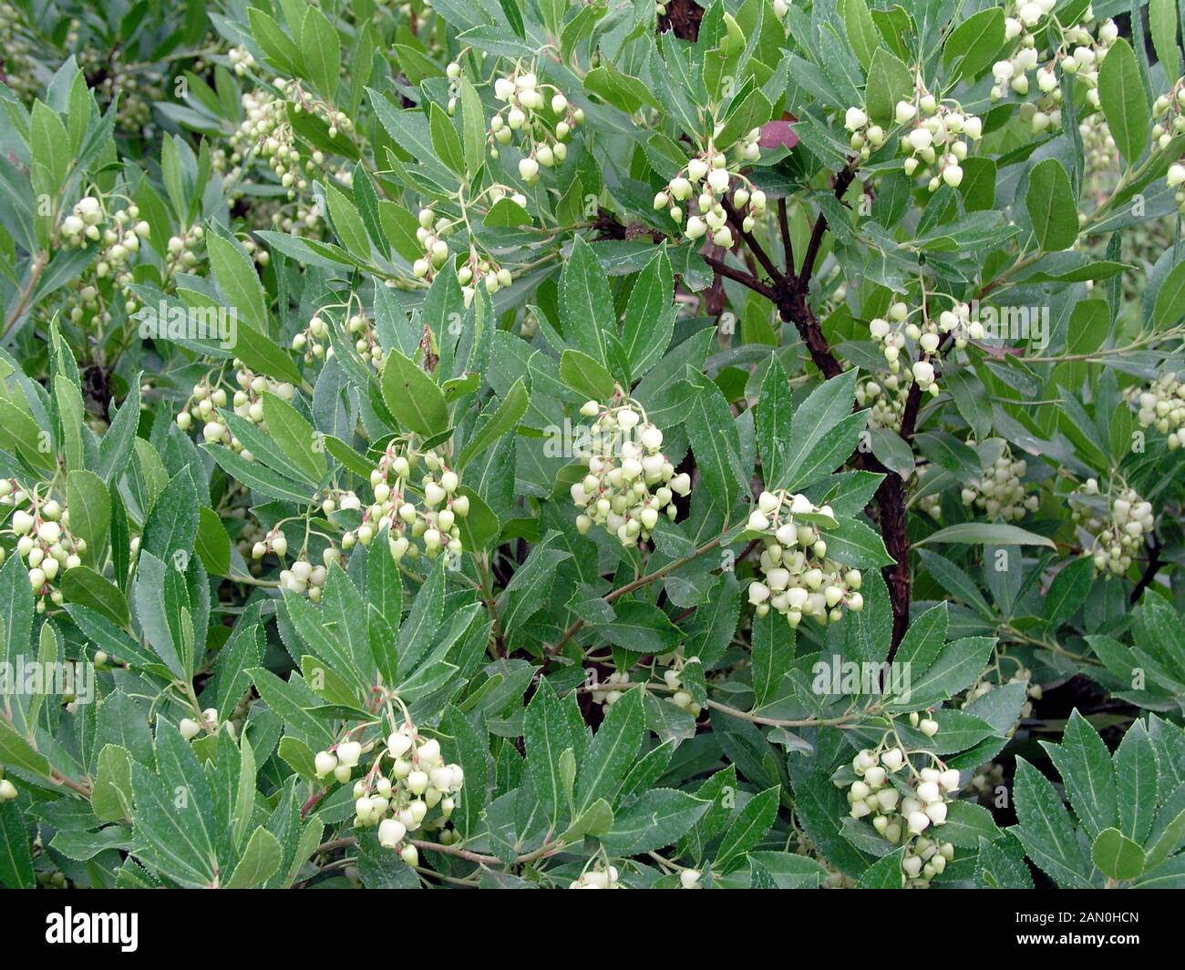 Arbutus unedo compacta hi-res stock photography and images - Alamy