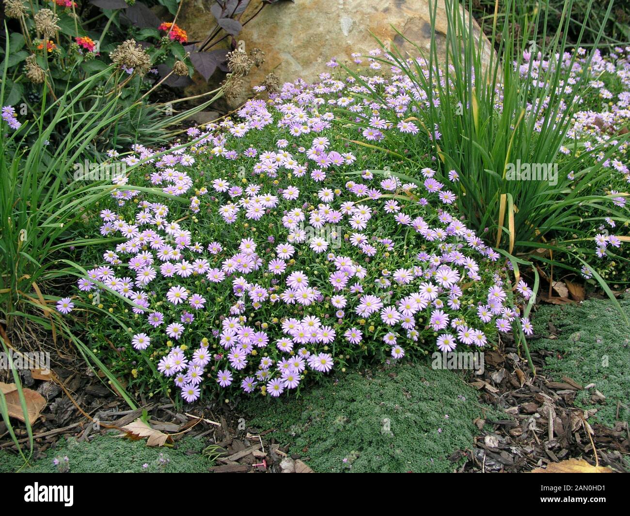 Iberidifolia High Resolution Stock Photography and Images - Alamy