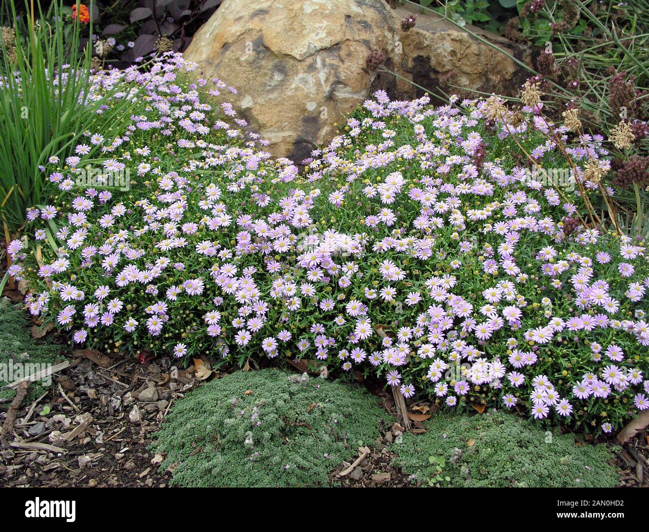 Brachycome hi-res stock photography and images - Alamy