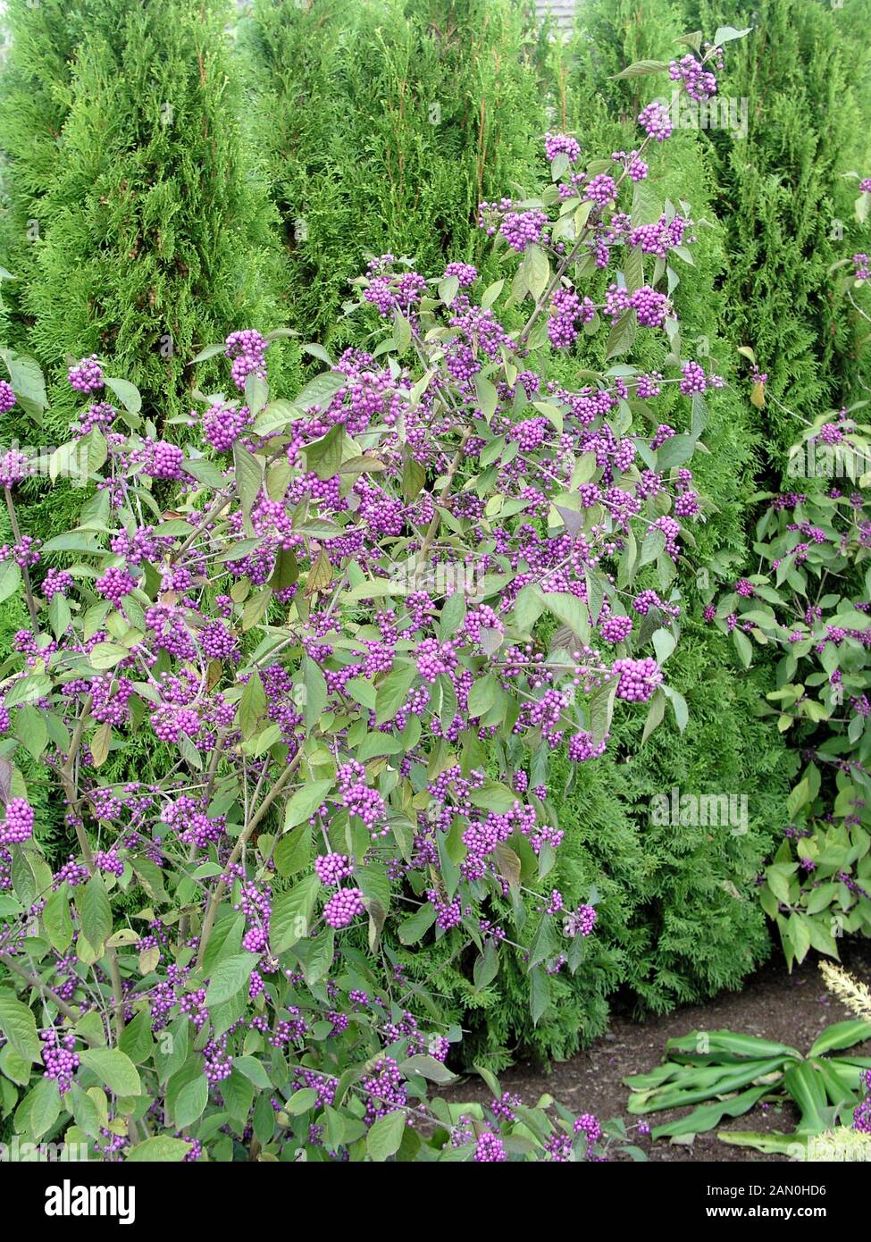 CALLICARPA BODINIERI PROFUSION Stock Photo - Alamy