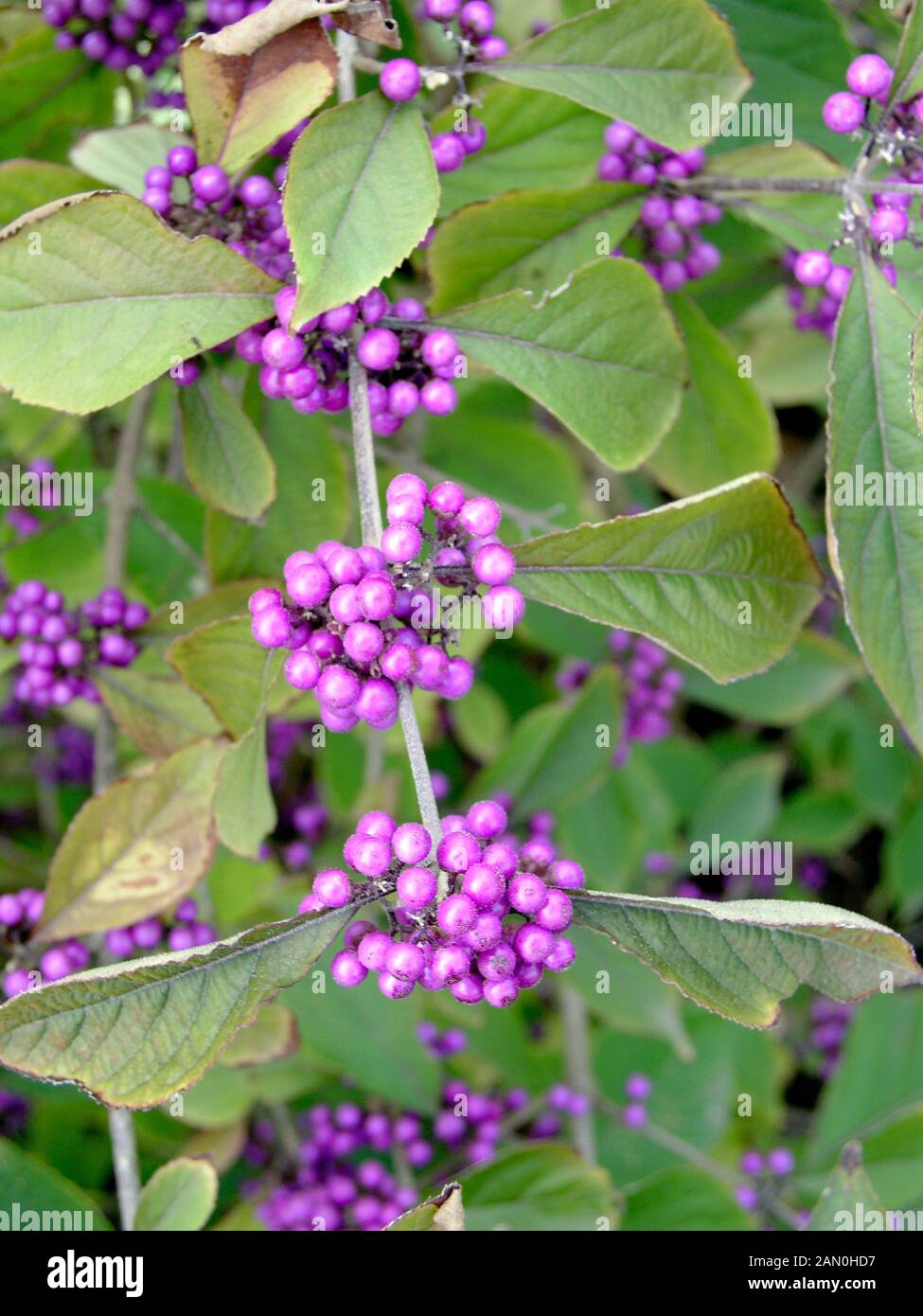 Callicarpa bodinieri profusion hi-res stock photography and images - Alamy