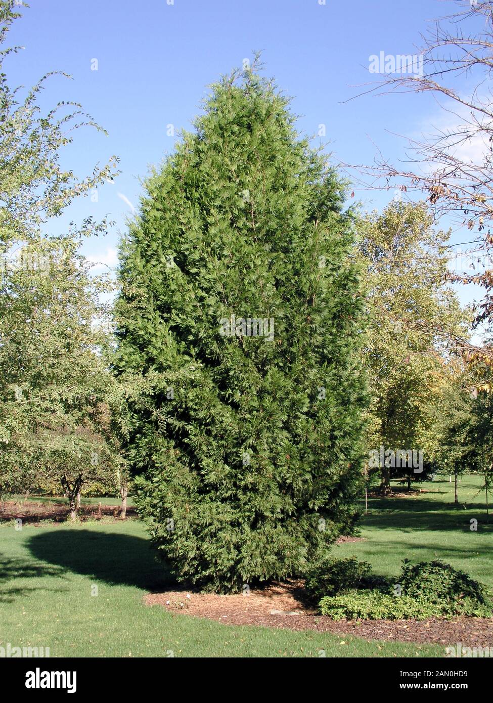 Calocedrus decurrens hi-res stock photography and images - Alamy