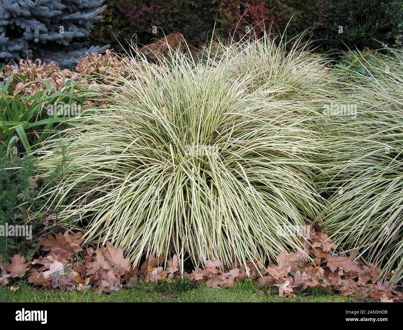 Carex Variegata High Resolution Stock Photography and Images - Alamy