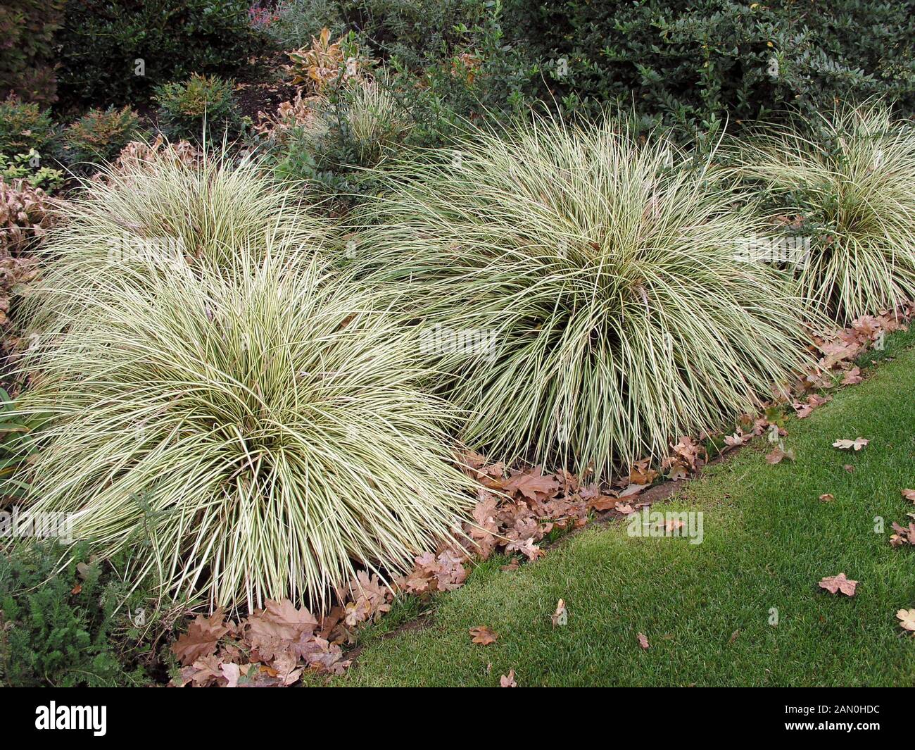 CAREX MORROWII VARIEGATA Stock Photo - Alamy