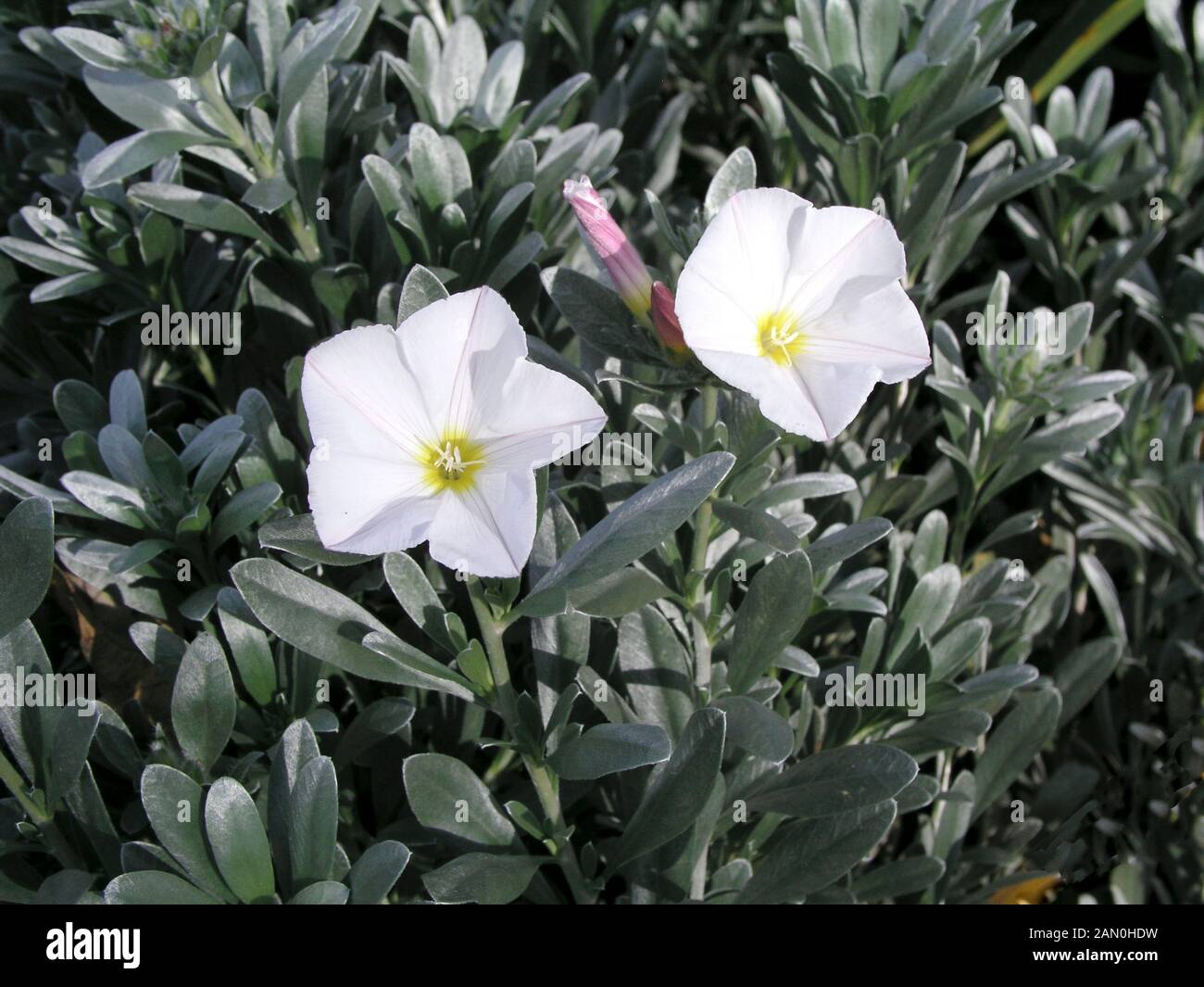 Silverbush hi-res stock photography and images - Alamy