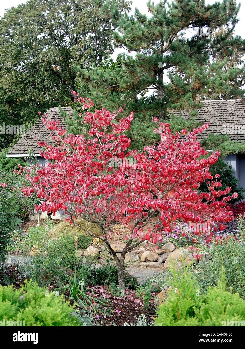 Cornus florida autumn hi-res stock photography and images - Alamy