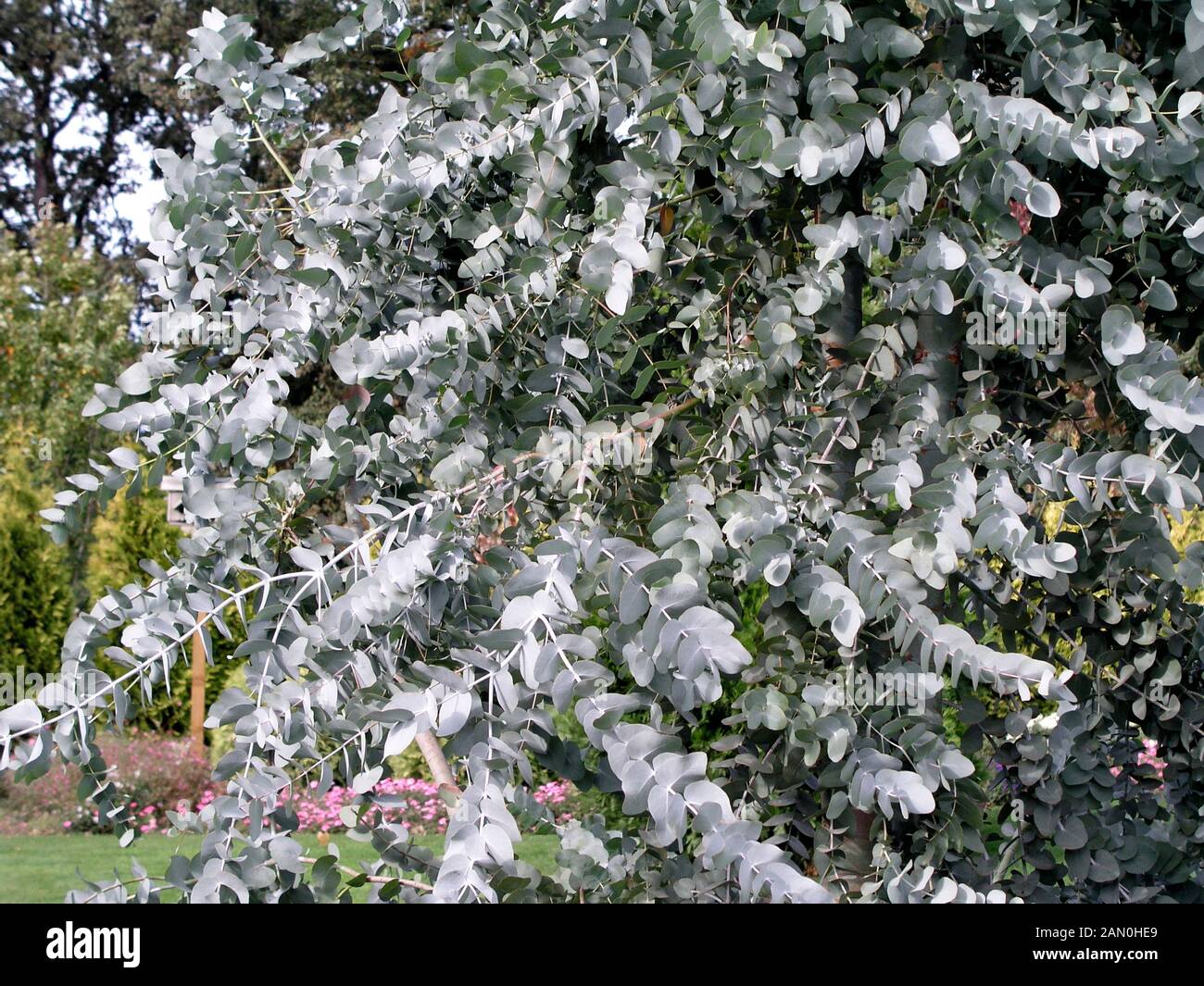 Eucalyptus cinerea hi-res stock photography and images - Alamy
