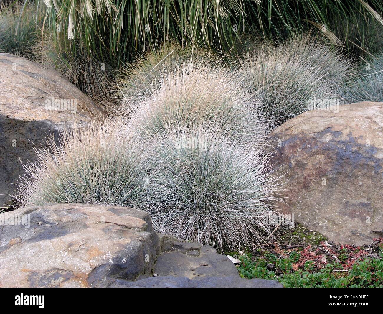 Elijah blue grass hi-res stock photography and images - Alamy