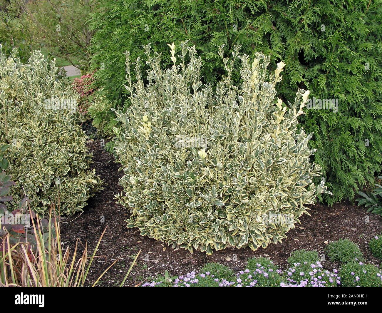 Silver King Plant