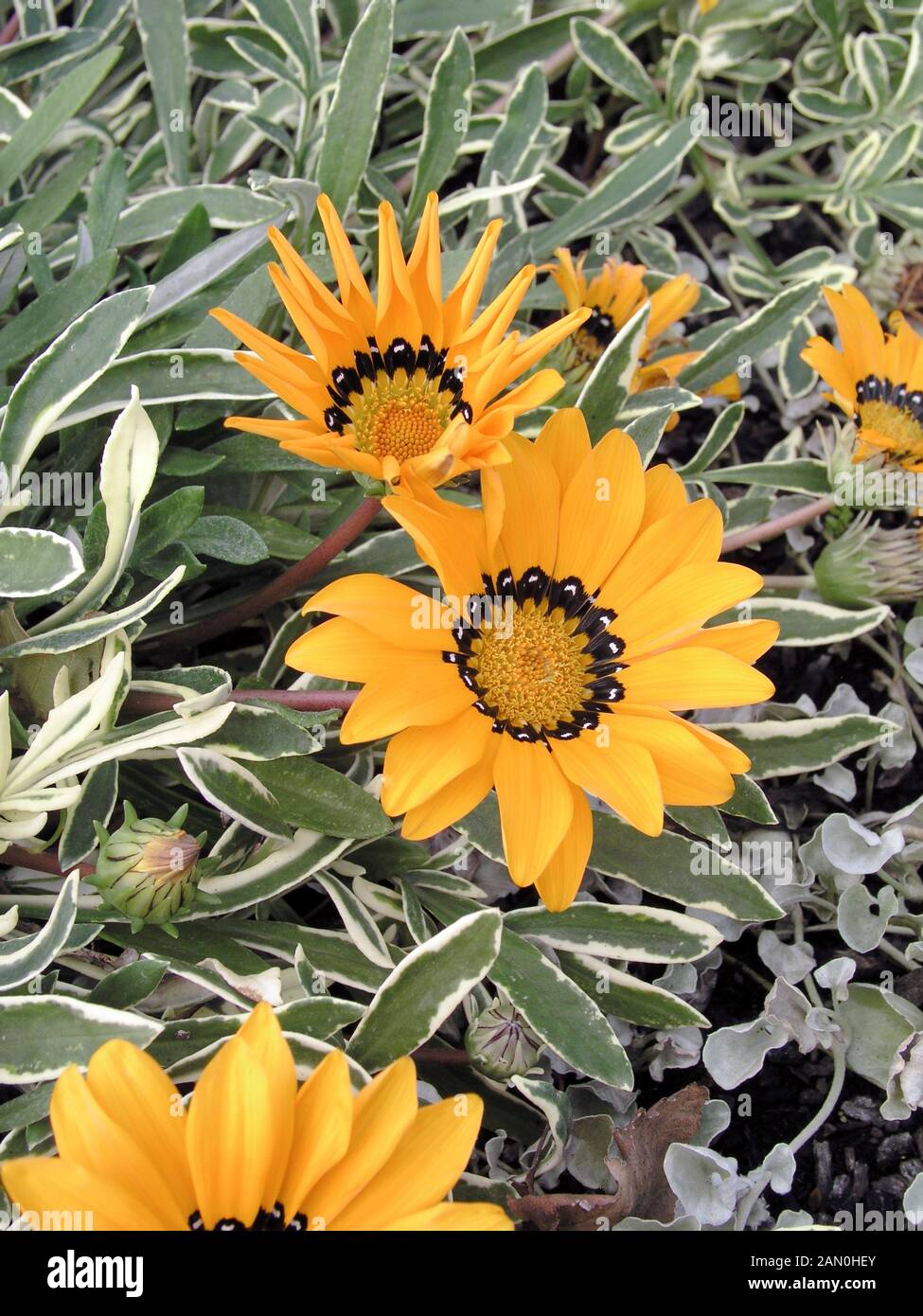 GAZANIA RIGENS VAR. UNIFLORA Stock Photo - Alamy