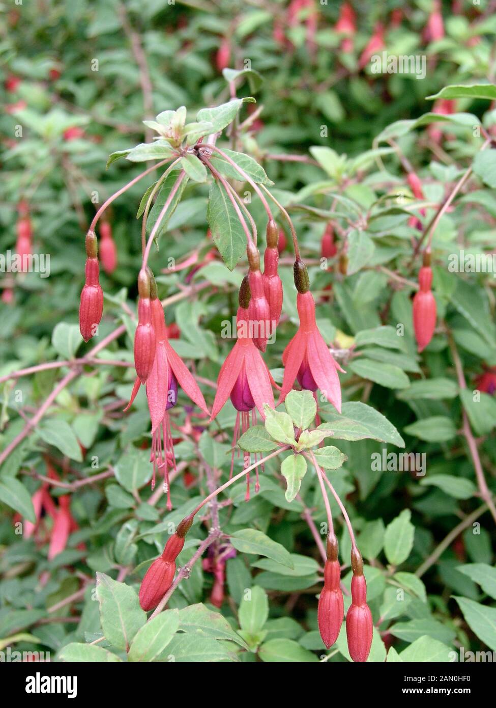 Fuchsia Magellanica Riccartonii High Resolution Stock Photography and ...