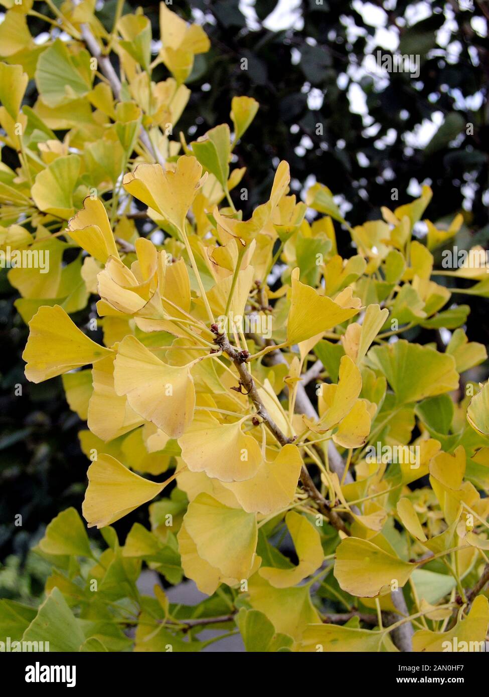 Autumn Ginkgo Biloba Autumn Gold High Resolution Stock Photography and ...