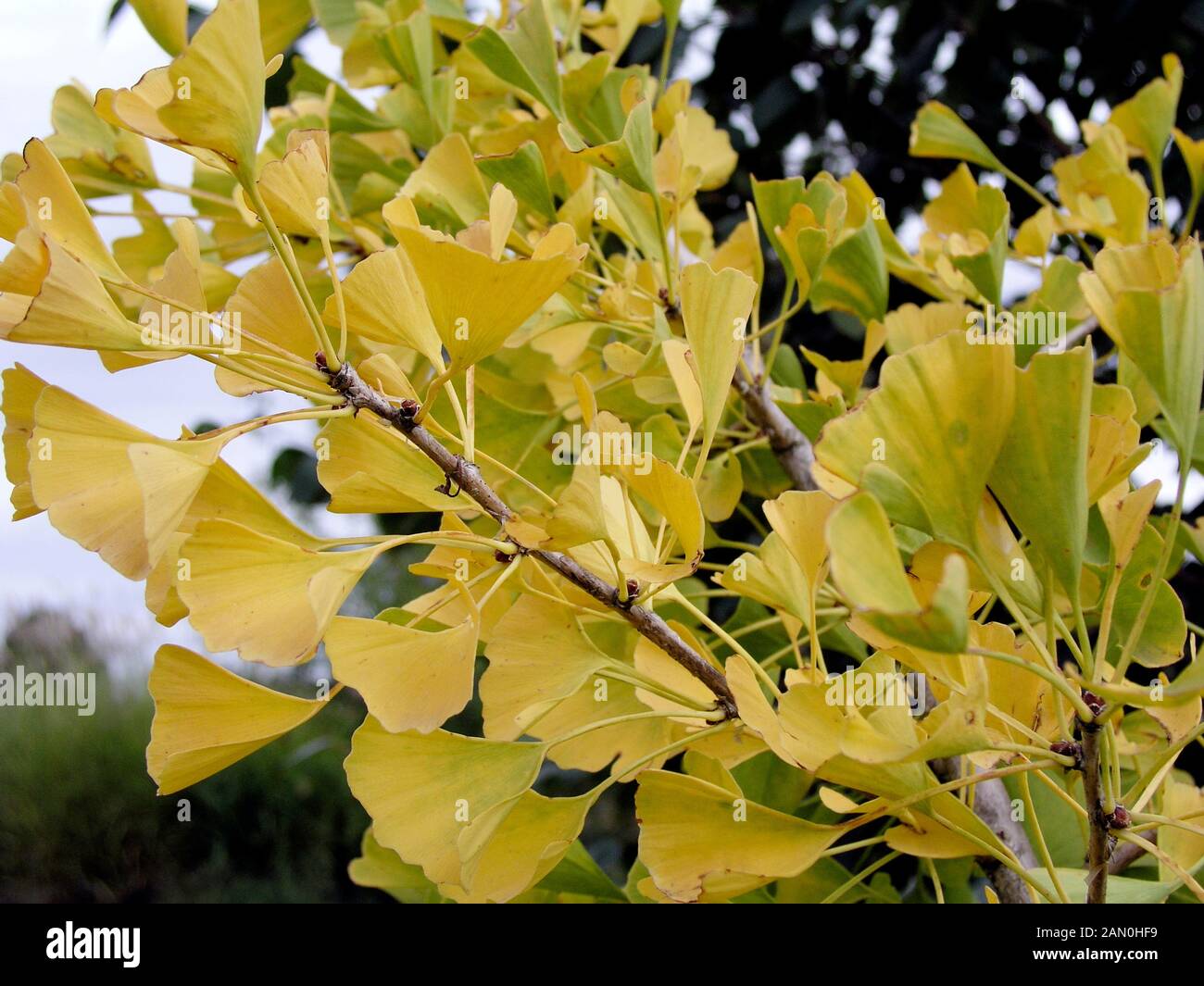 GINKGO BILOBA AUTUMN GOLD Stock Photo - Alamy