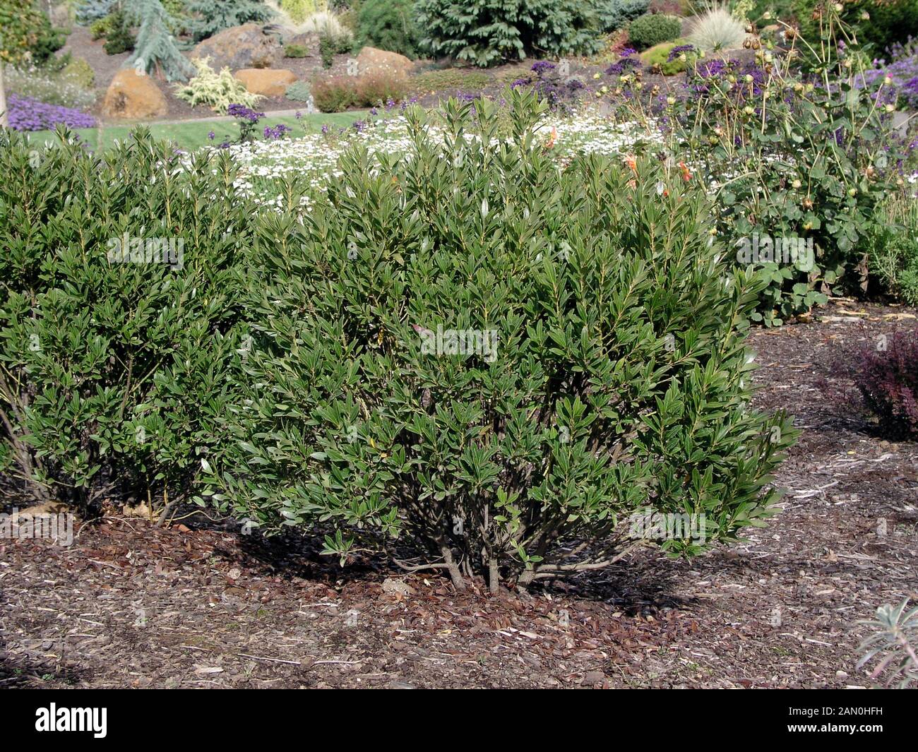 Ilex Glabra Shamrock Shamrock Inkberry From Prides Corner, 52% OFF