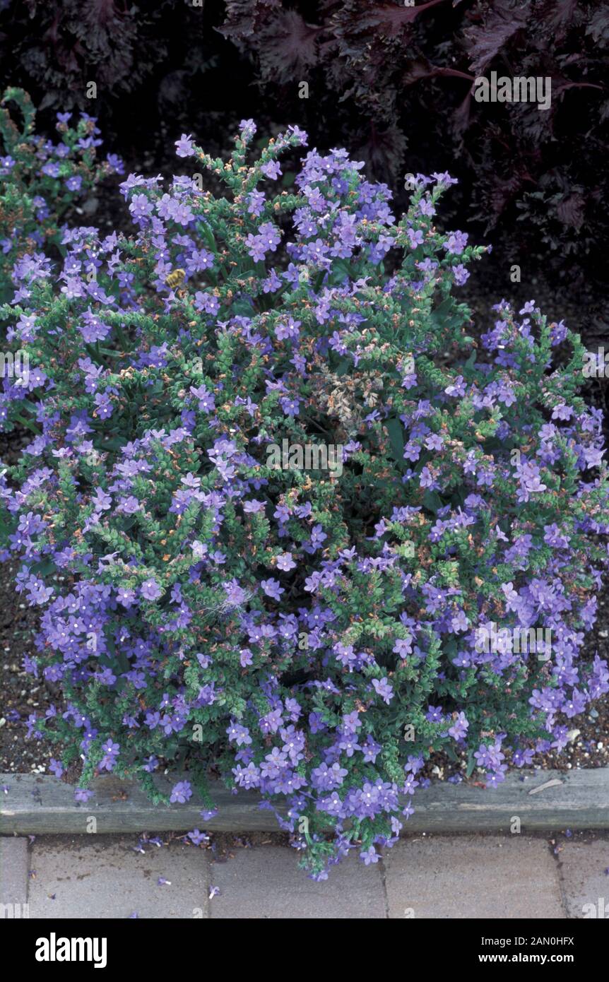 Anchusa capensis hi-res stock photography and images - Alamy