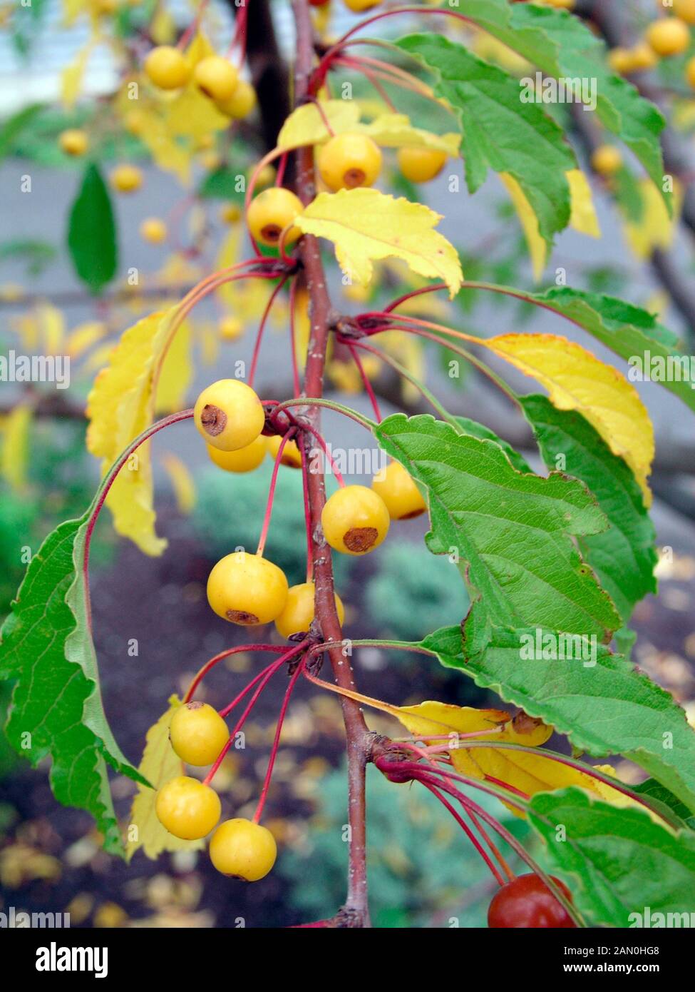 Golden raindrops hi-res stock photography and images - Alamy