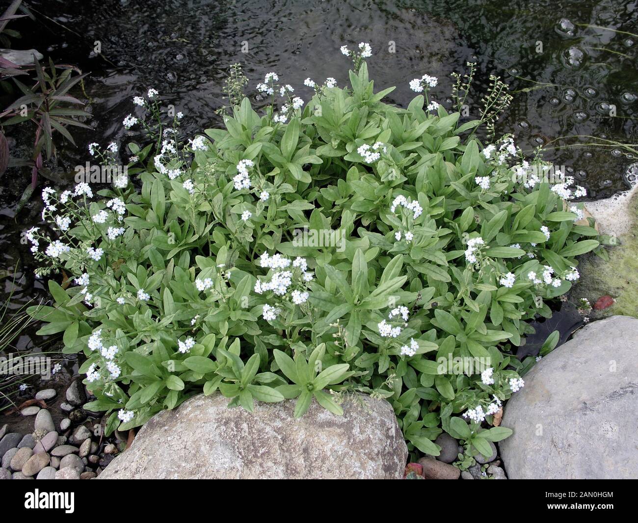 Myosotis scorpioides hi-res stock photography and images - Alamy