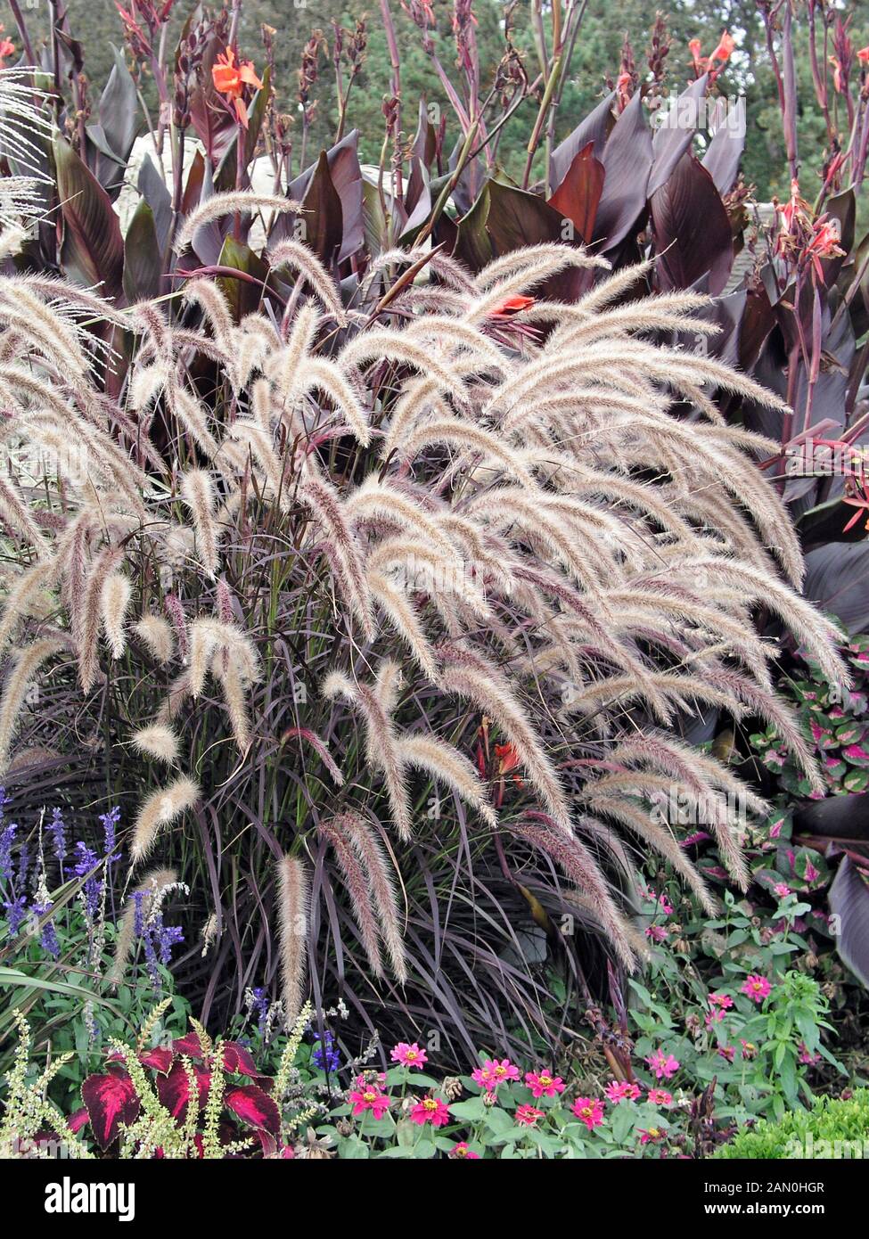 PENNISETUM SETACEUM RUBRUM Stock Photo - Alamy