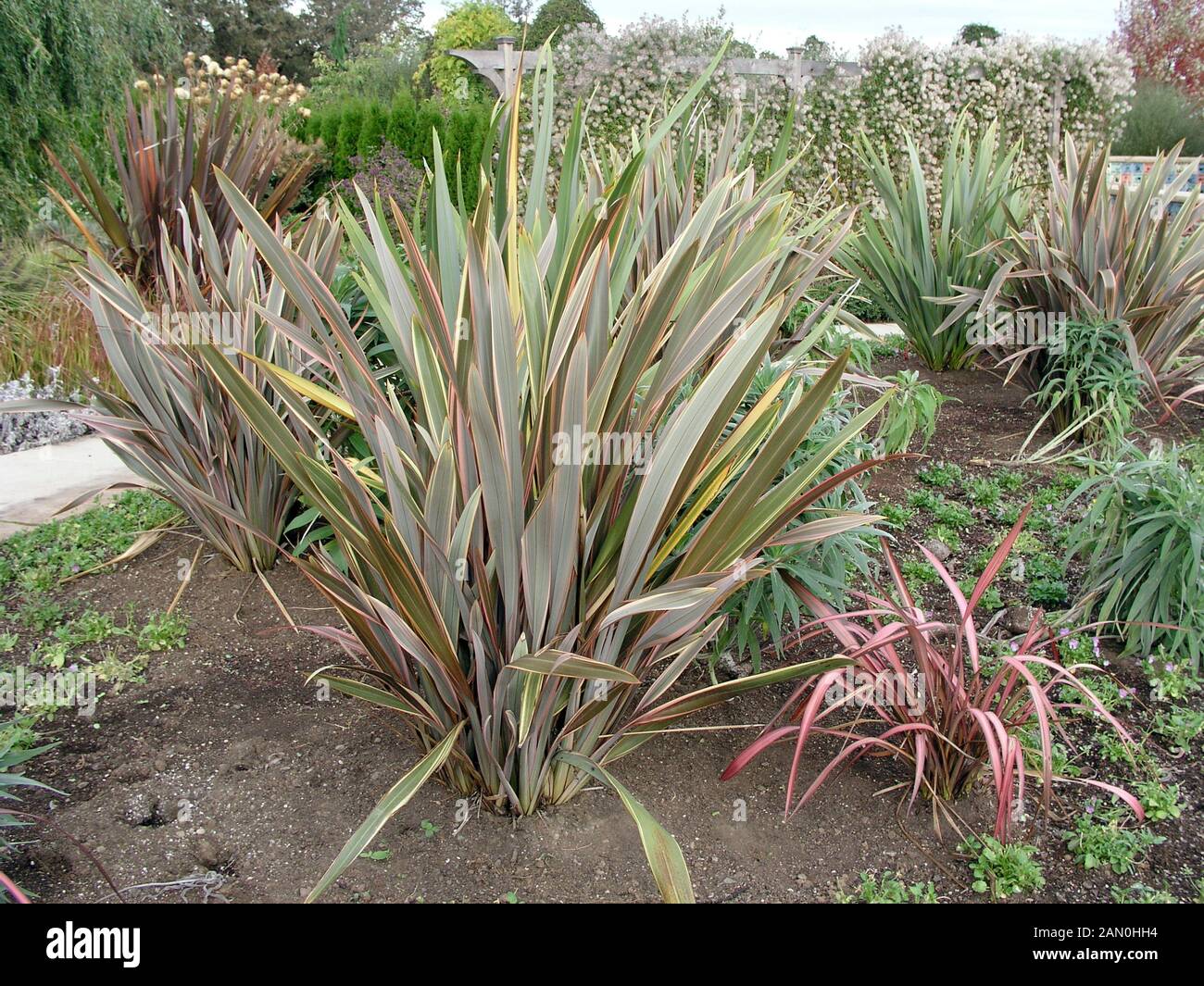 Phormium tenax hi-res stock photography and images - Alamy