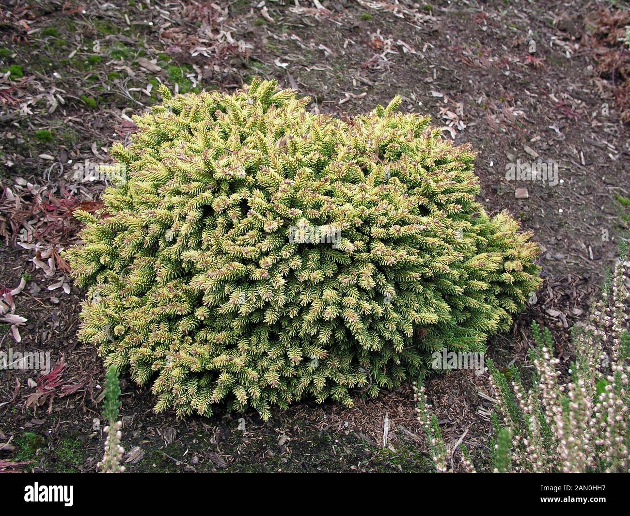 PICEA ORIENTALIS TOM THUMB Stock Photo - Alamy