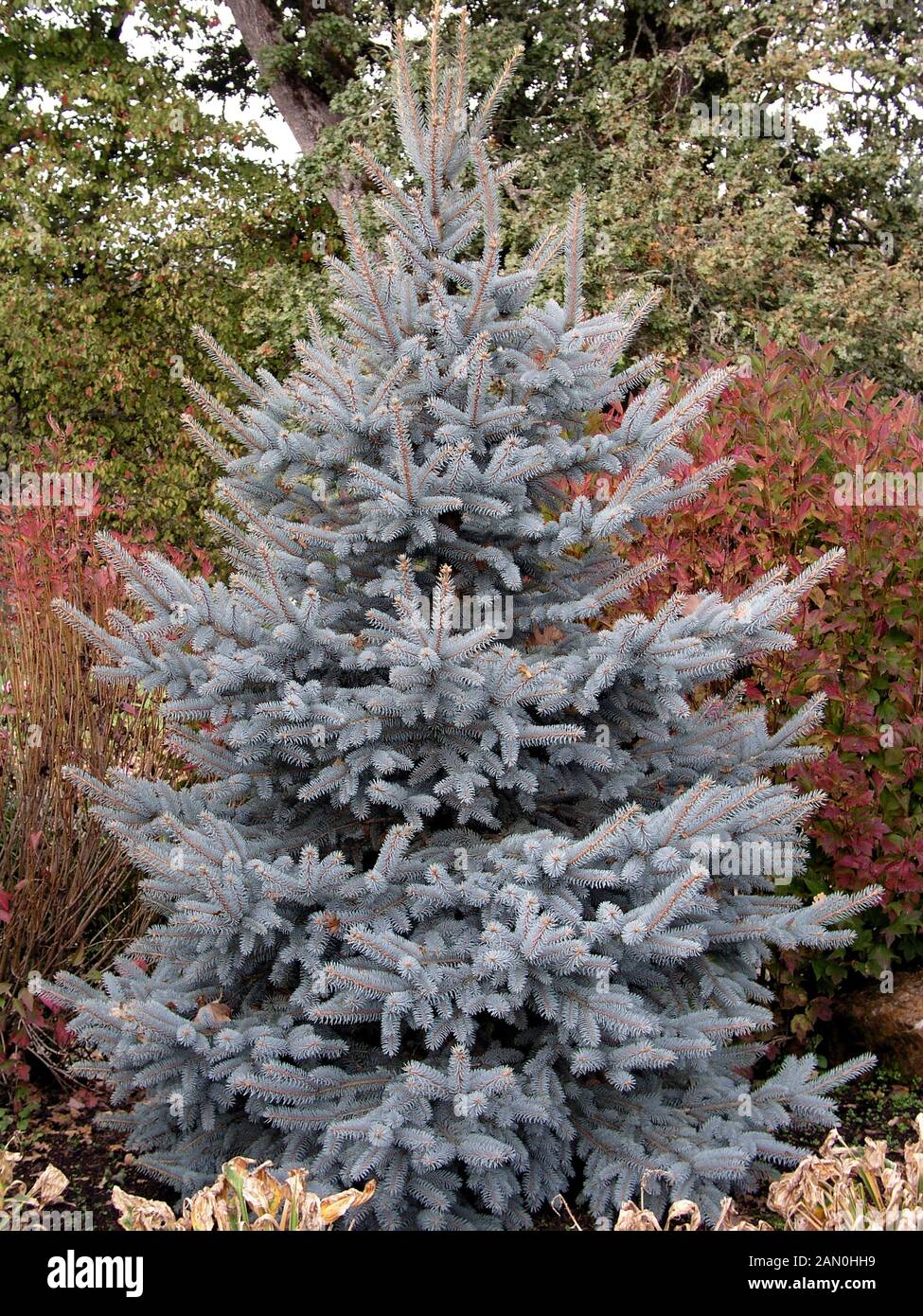 Picea pungens hi-res stock photography and images - Alamy