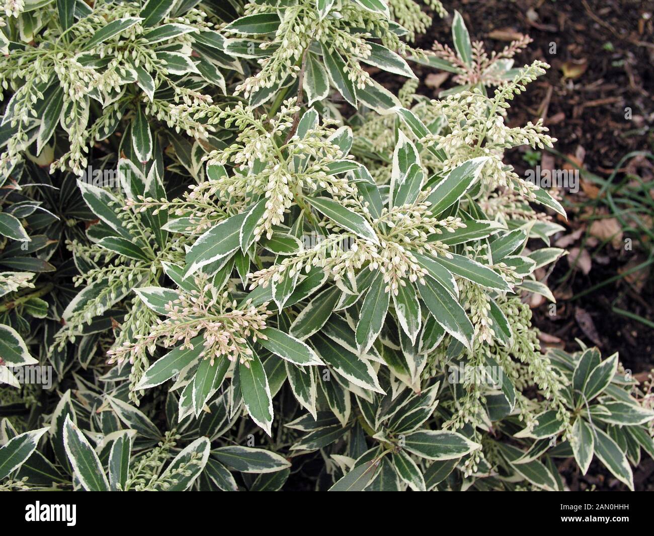 Flaming silver hi-res stock photography and images - Alamy