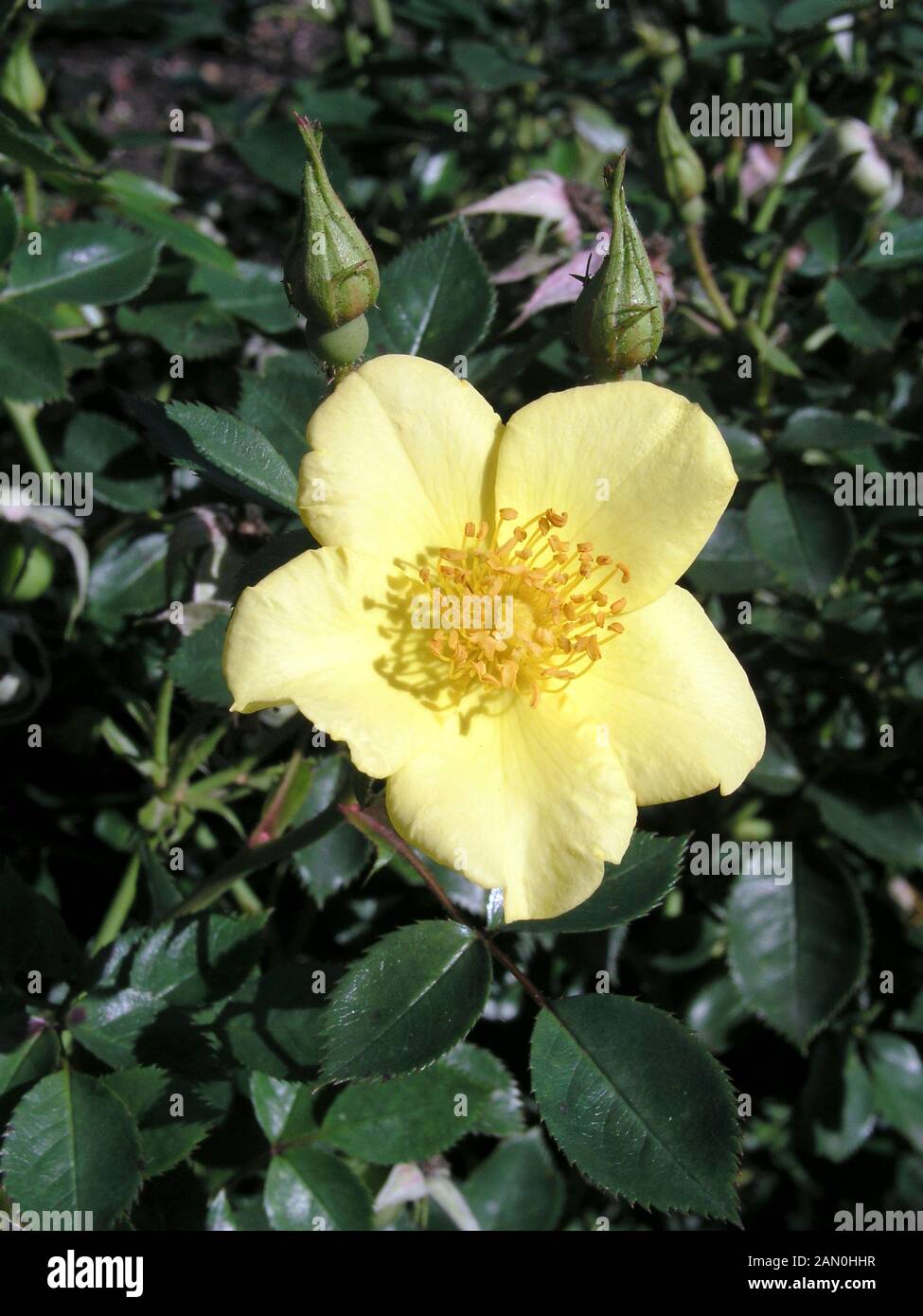 Baby love rose hi-res stock photography and images - Alamy