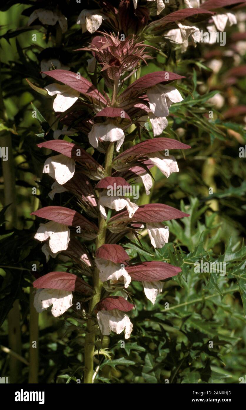 Acanthus spinosus flowers hi-res stock photography and images - Alamy