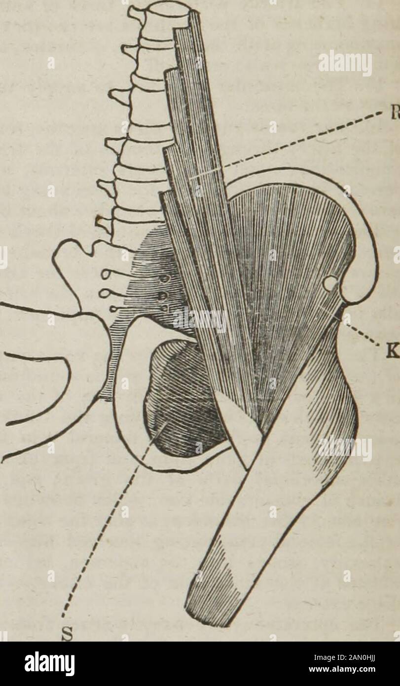 Dissection of the femur bone hi-res stock photography and images - Alamy