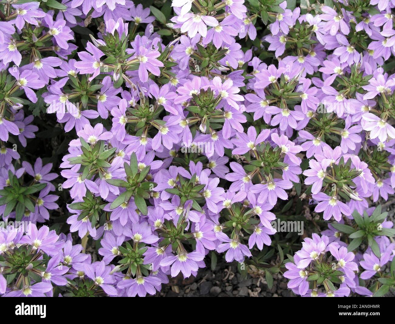 Scaevola aemula hi-res stock photography and images - Alamy