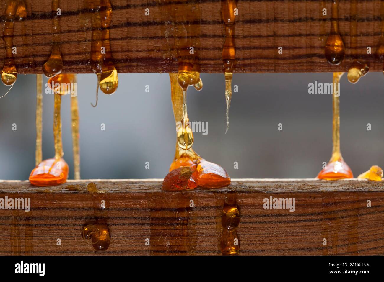 Gum Tree Resin Stock Photos & Gum Tree Resin Stock Images - Alamy