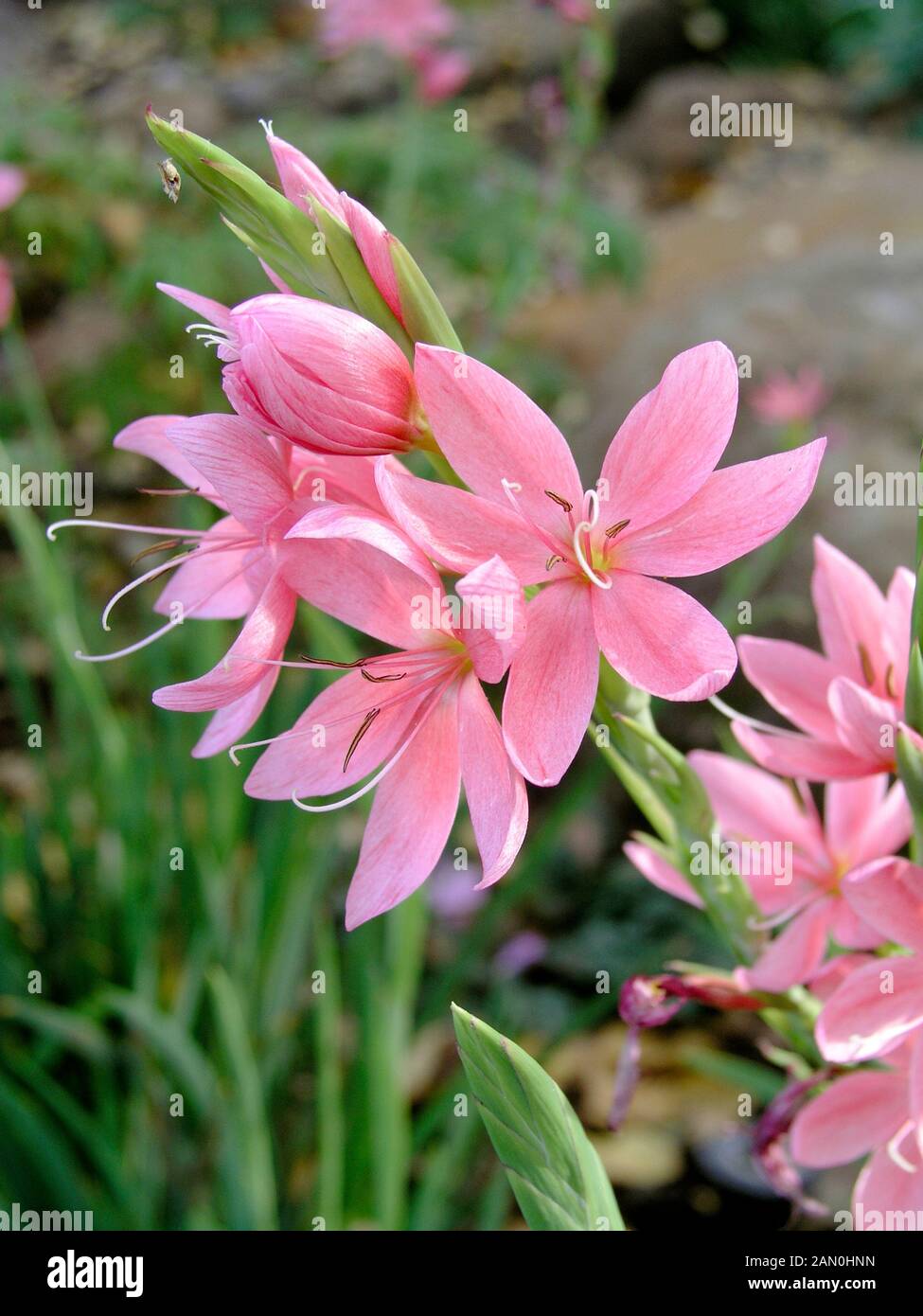 SCHIZOSTYLIS COCCINEA FERNLAND DAYBREAK Stock Photo - Alamy