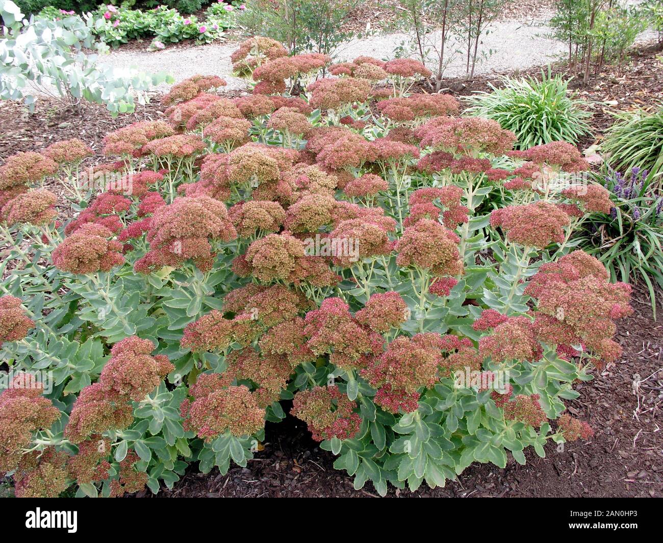 Sedum autumn joy hi-res stock photography and images - Alamy