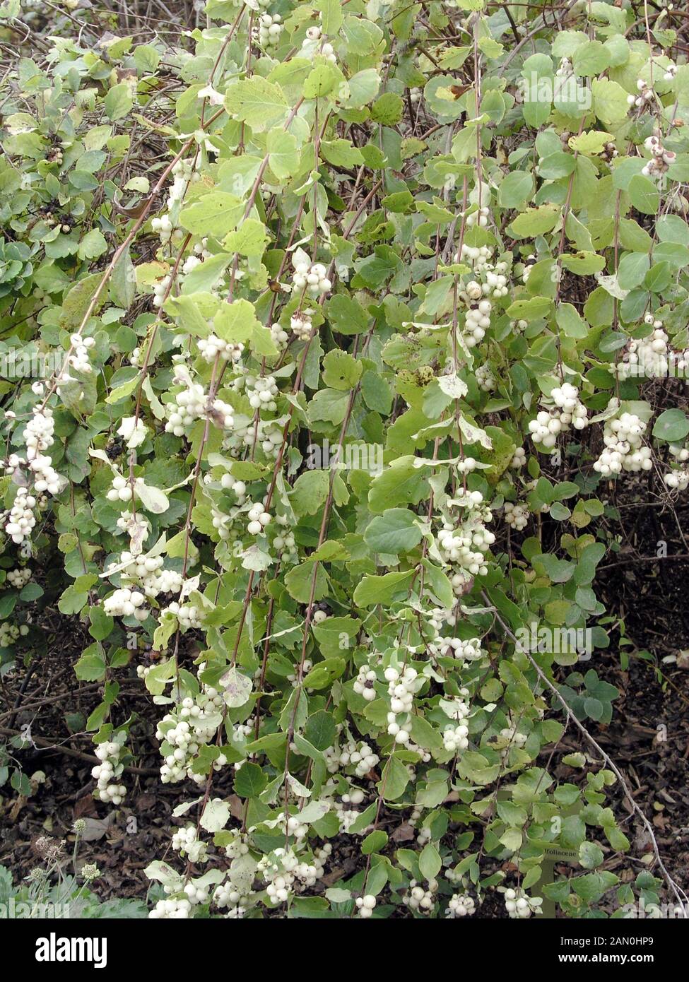 Symphoricarpos albus hi-res stock photography and images - Alamy
