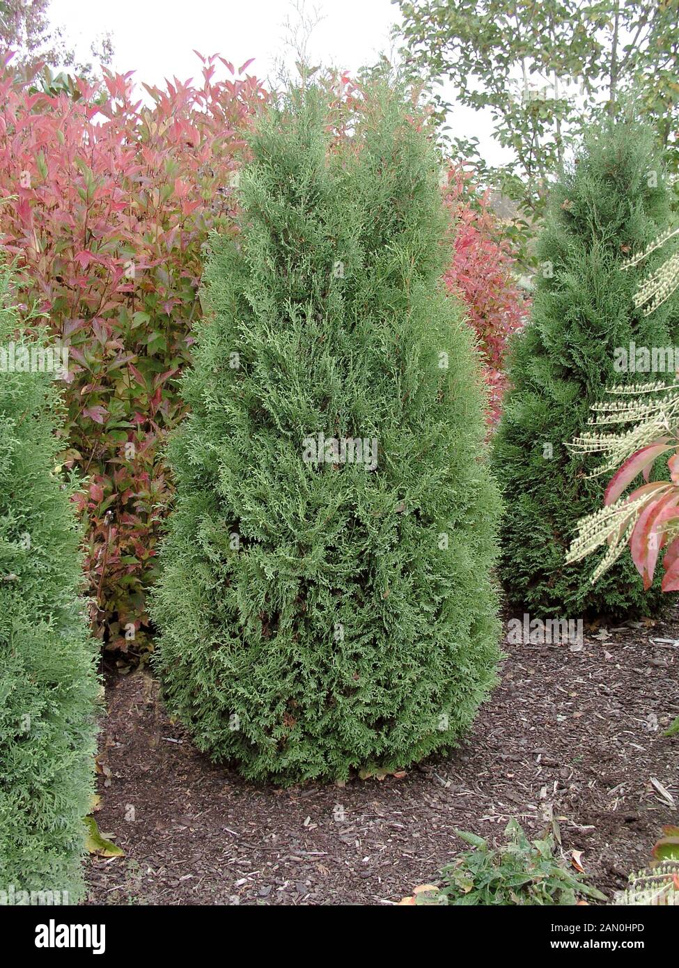 Thuja occidentalis holmstrup hi-res stock photography and images - Alamy