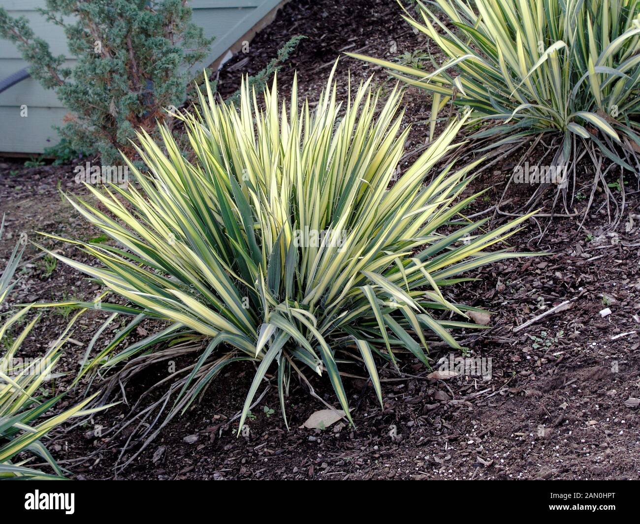 Golden sword yucca hi-res stock photography and images - Alamy