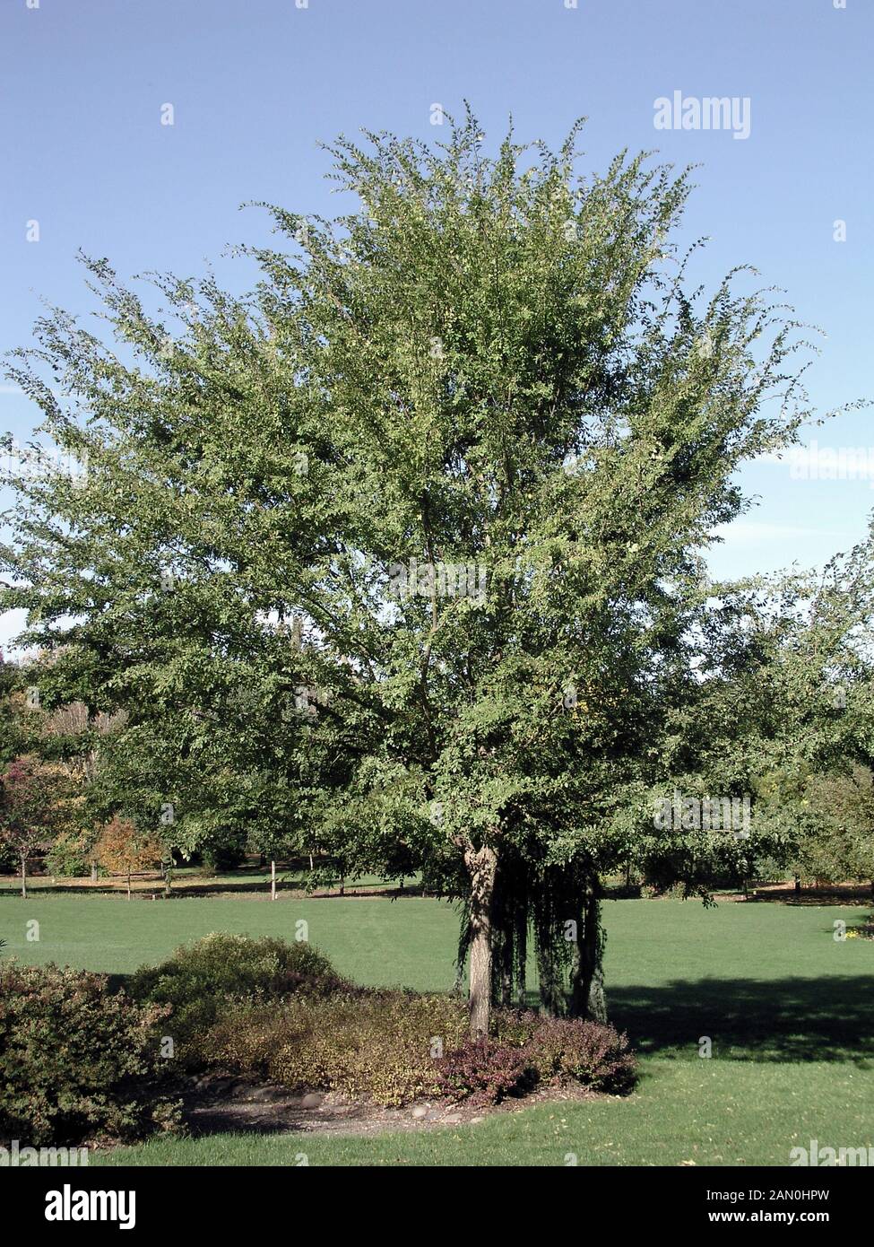 Ulmus Parvifolia Drake