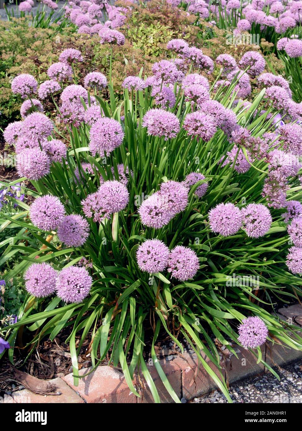 Allium senescens hi-res stock photography and images - Alamy