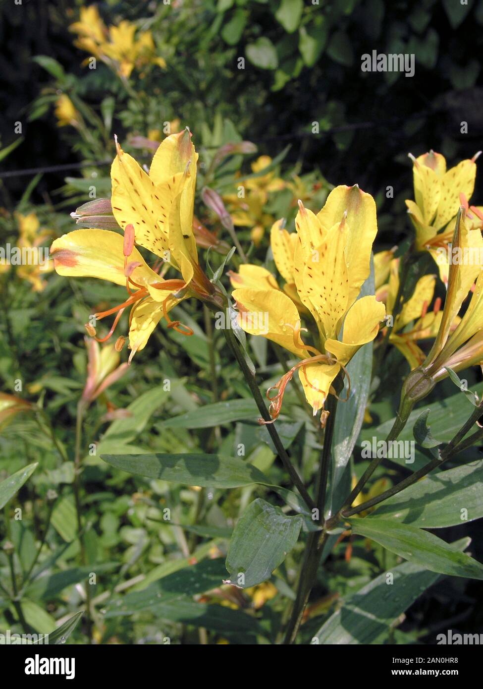 Alstroemeria sweet laura hi-res stock photography and images - Alamy
