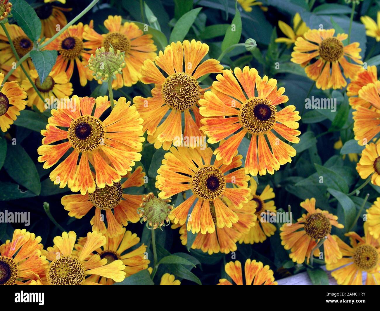 Helenium waltraut hi-res stock photography and images - Alamy
