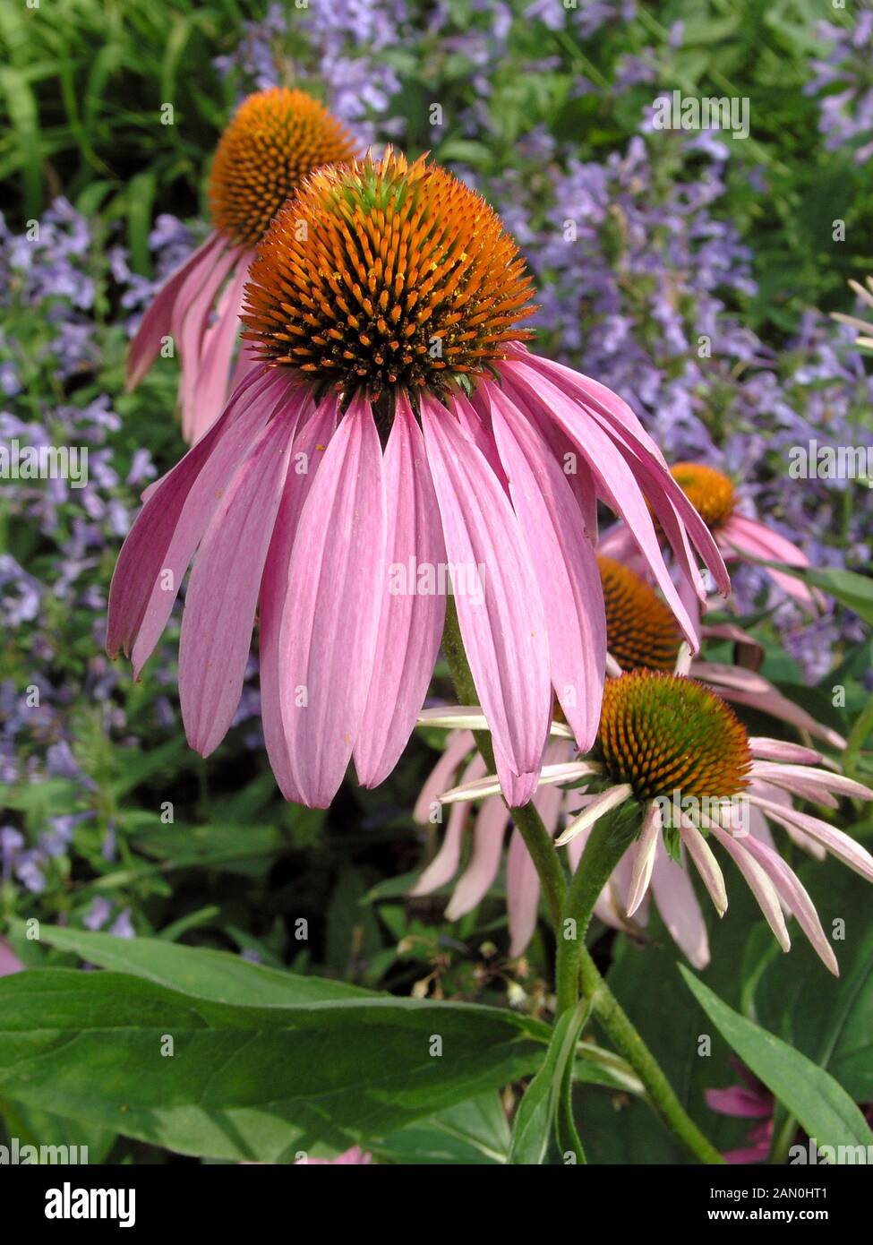 ECHINACEA PURPUREA MAGNUS Stock Photo - Alamy