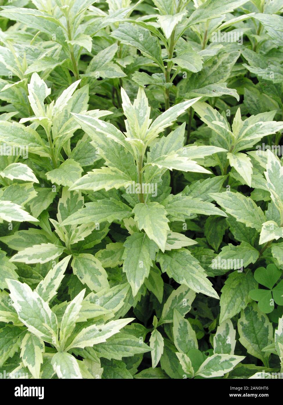 Yomei hi-res stock photography and images - Alamy