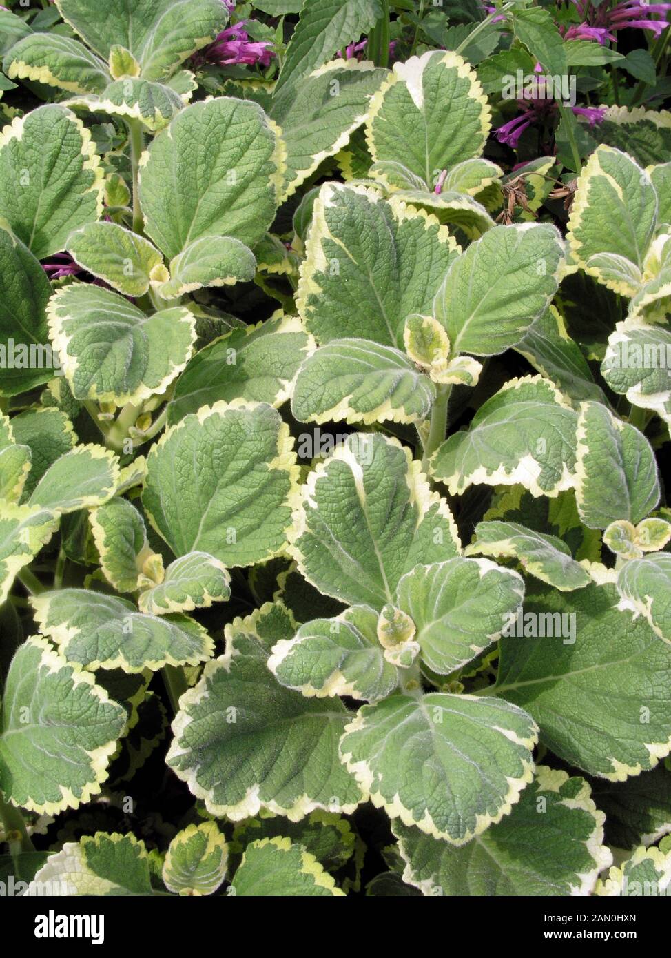 Variegated plectranthus hi-res stock photography and images - Alamy