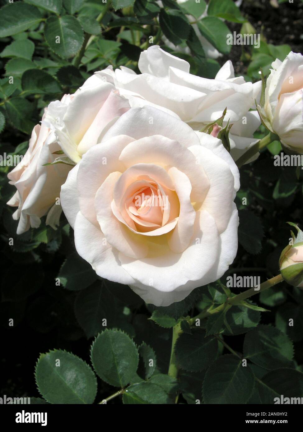 Rosa the lady hi-res stock photography and images - Alamy