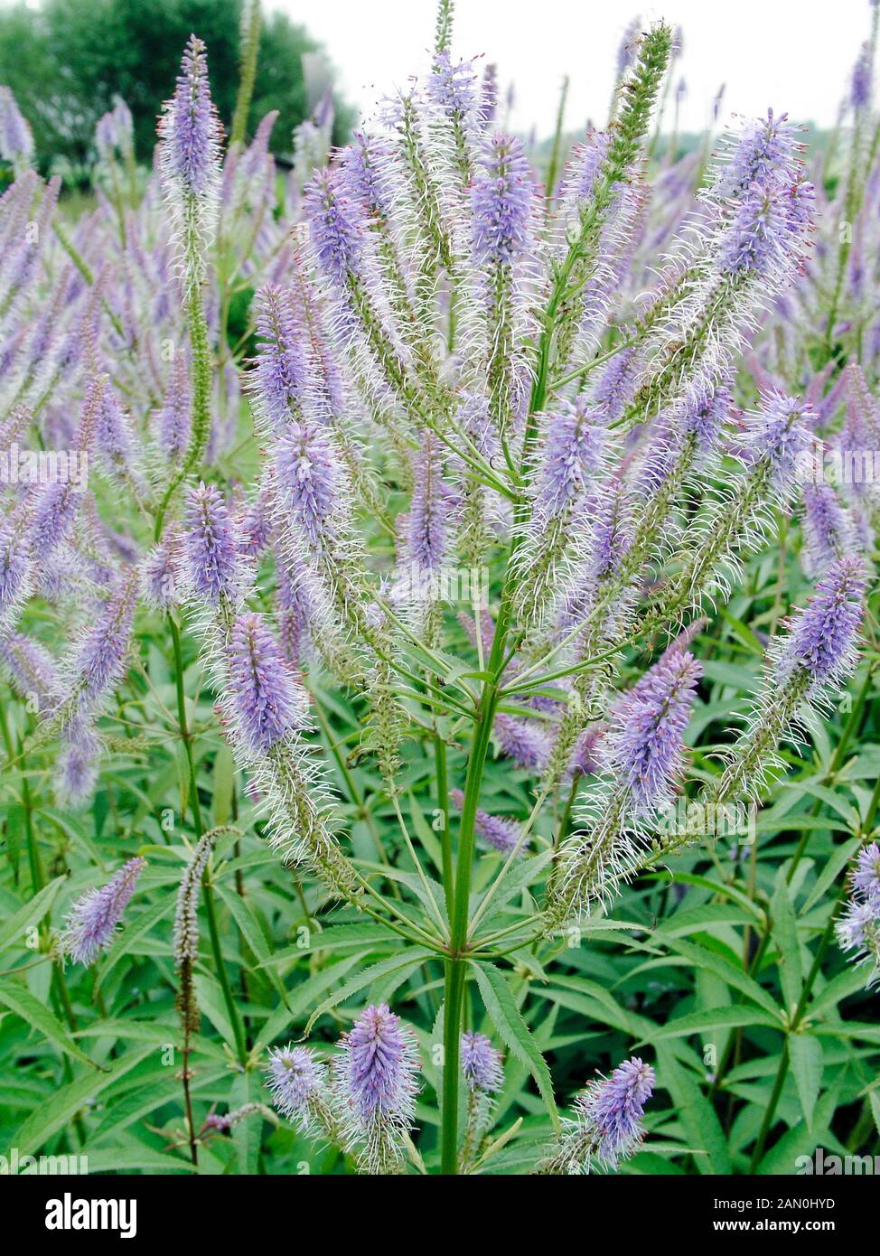 Veronicastrum Virginicum Apollo High Resolution Stock Photography and ...