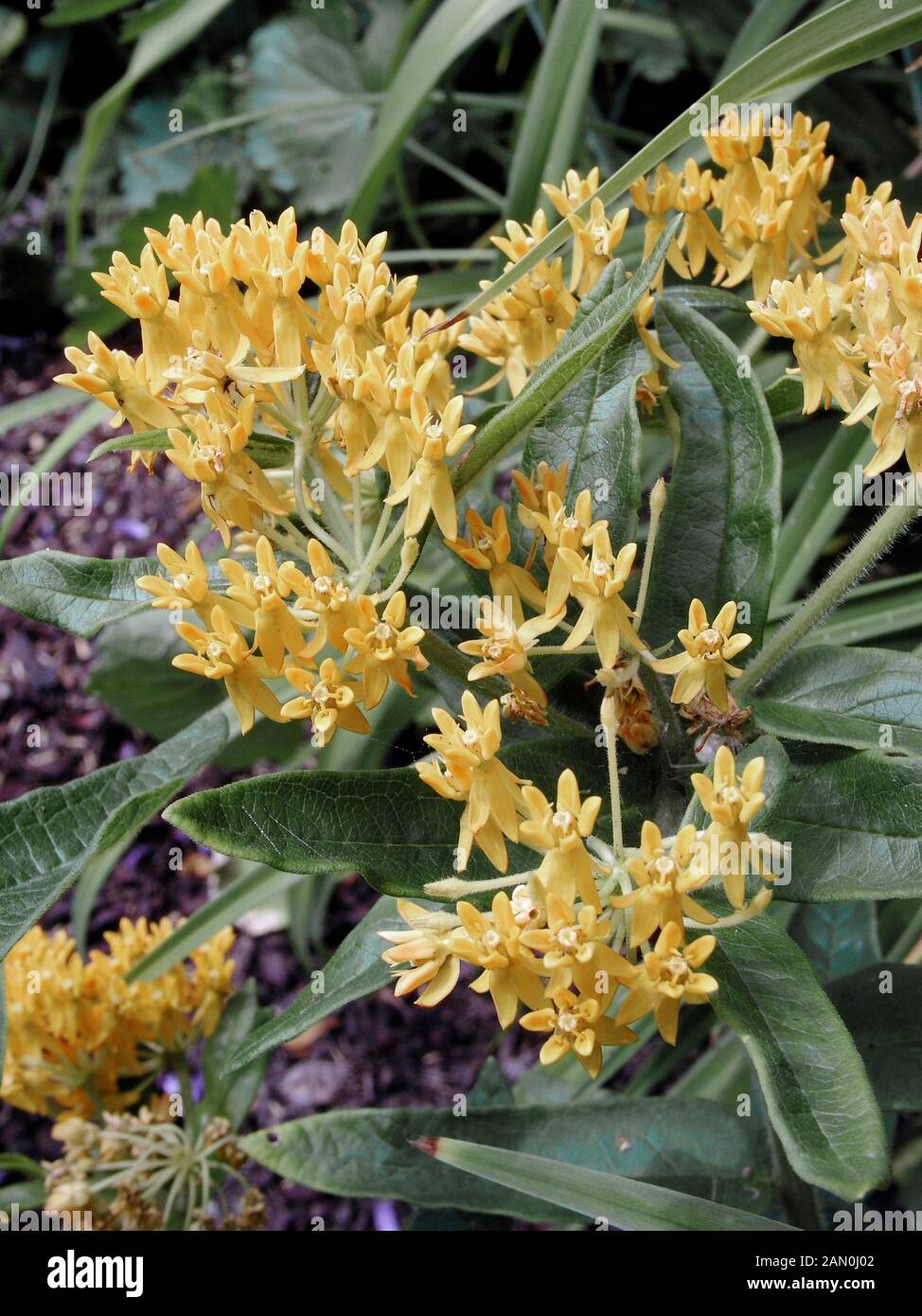 ASCLEPIAS TUBEROSA HELLO YELLOW Stock Photo - Alamy