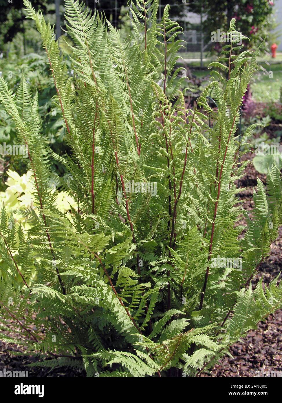 Lady in red fern hi-res stock photography and images - Alamy